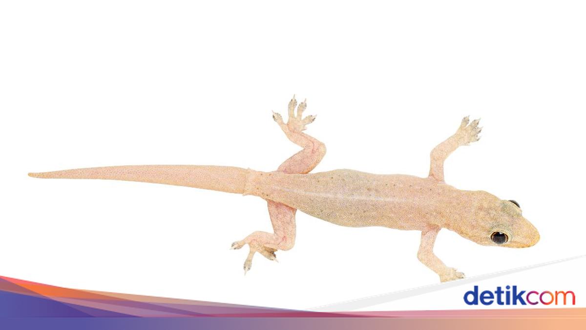 Cicak Dapat Merayap di Dinding karena pada Kakinya Terdapat Apa?