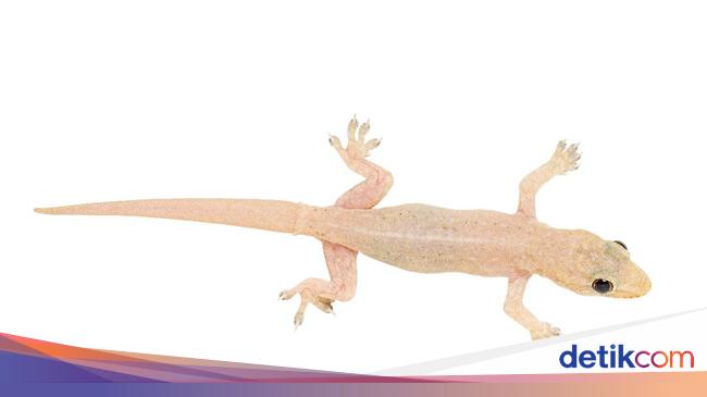 Cicak Dapat Merayap di Dinding karena pada Kakinya Terdapat Apa?