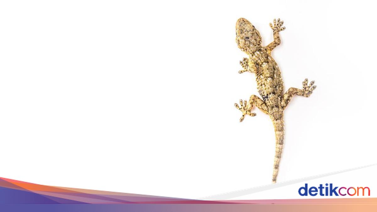 Foto: Fakta Menarik Tentang Cicak