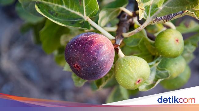 MasyaAllah! 5 Tanaman Ini Tercatat dalam Al-Qur'an, Buahnya Sering ...