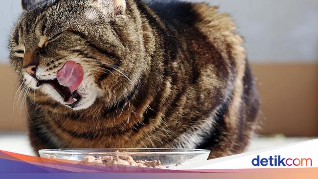 Hari Kucing Sedunia, Kucing Juga Punya Makanan Halal dari Daging Kambing