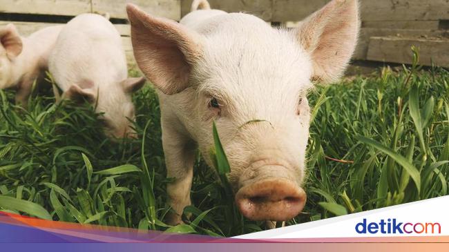 Muslim Terpaksa Makan Babi, Apakah Allah SWT akan Mengampuni?