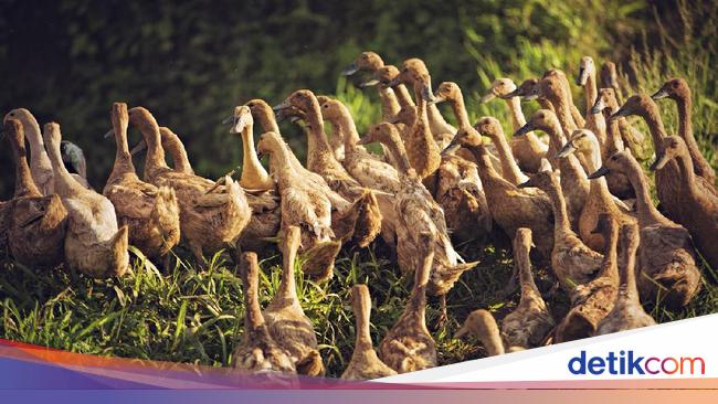 Bebek Hibrida Paling Populer Karena Dagingnya Empuk dan Tebal