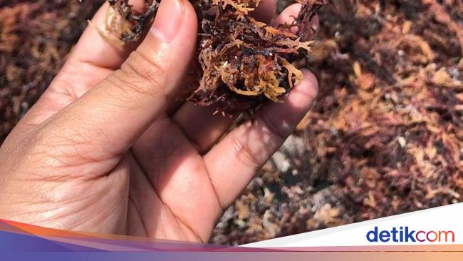 Bikin Sedotan dari Rumput Laut, Orang RI Disuntik Modal Hampir Rp 1 M