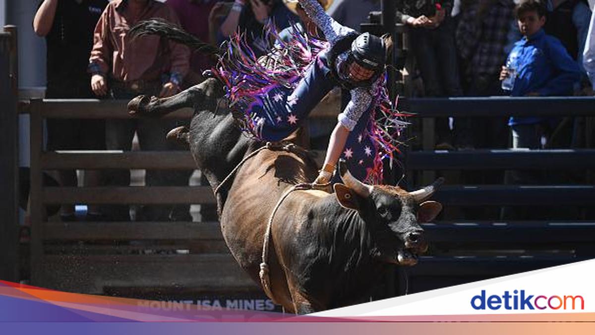 Aksi Berani Para Koboi Menaklukan Banteng Rodeo