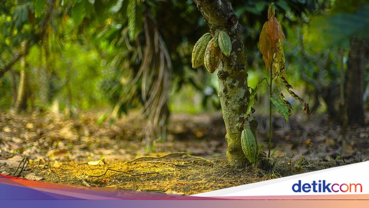 Produksi Kakao RI Rontok Gegara Masalah Iklim dan Pohon Uzur