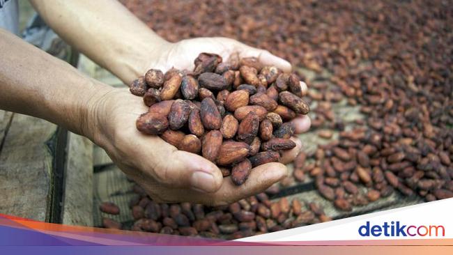 Petani Cokelat Milenial Jadi Harapan Untuk Pengembangan Cokelat Indonesia