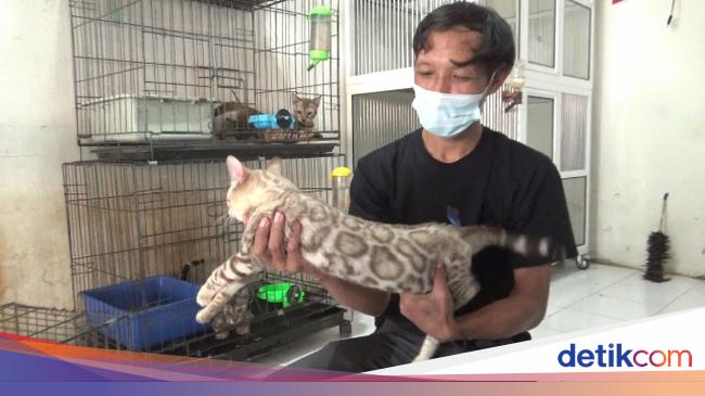 Pria di Lumajang Budidayakan Kucing Bengal yang Mirip Macan Tutul
