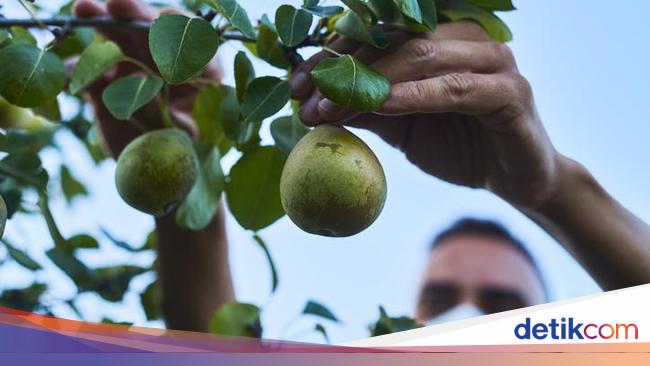 Hukum Petik Buah Tetangga yang Dahannya Tumbuh di Luar Pekarangan