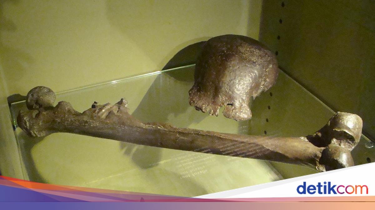 Pithecanthropus Erectus: Sejarah, Ciri-ciri, dan Kontroversi