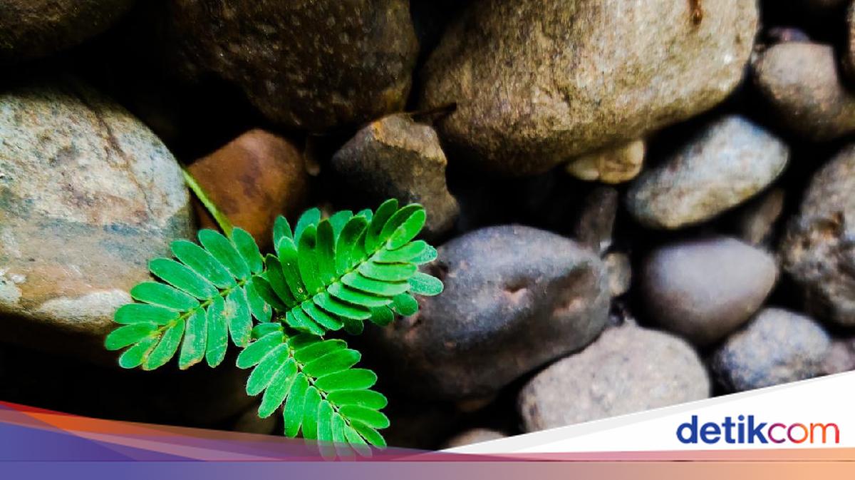 Manfaat Daun Meniran bagi Kesehatan, Cara Olah dan Efek Samping