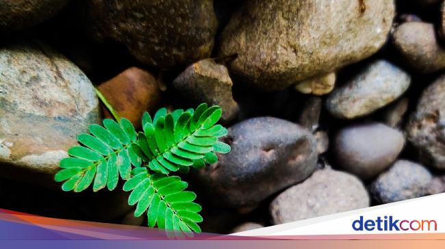 Daun Meniran: Ciri, Manfaat, Cara Mengolah, dan Efek Samping