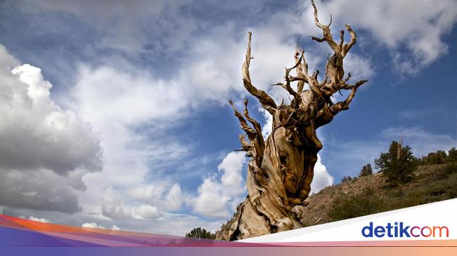 Ini 3 Pohon Tertua di Dunia, Ada yang Berusia 8.000-an Tahun