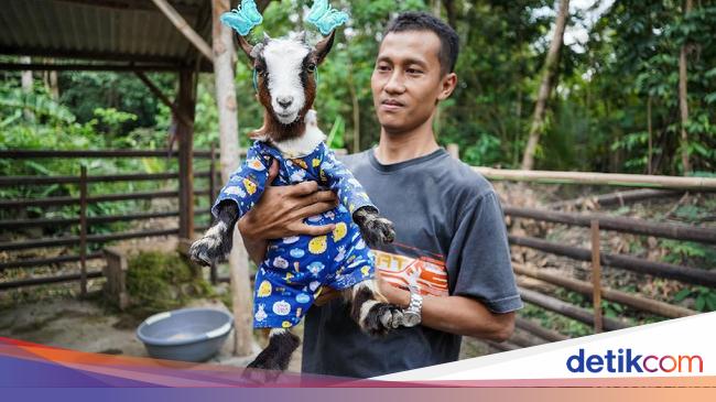 Serunya Bermain Bersama Kambing Mini Afrika di Bantul