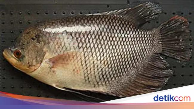 Pemkab Langkat Beli Bibit Ikan Gurame Pakai Anggaran Rp 83 Juta Pemkab Langkat Beli Bibit Ikan Gurame Pakai Anggaran Rp 83 Juta