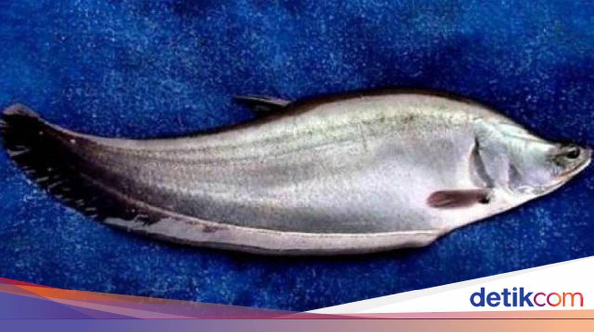 7 Fakta Ikan Belida, Satwa Dilindungi hingga Jadi Bahan Baku Pempek ...