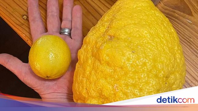 Wow! Lemon Jumbo Seberat 2,6 Kilogram Ditemukan di Australia