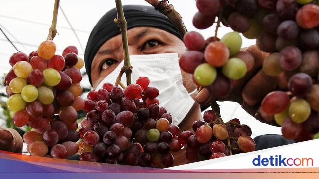 Mengintip Panen Anggur di Pesisir Jakarta