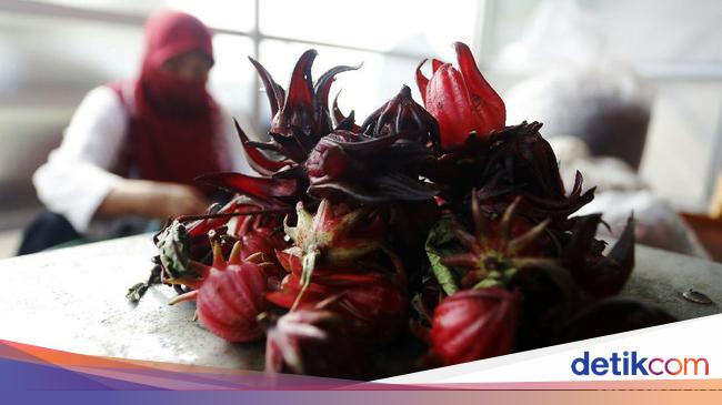 10 Manfaat Bunga Rosella Merah Bagi Kesehatan