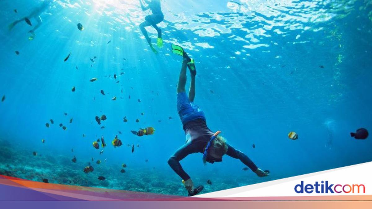 Diving Jadi Hobi Mahal, Harga Sertifikasinya Berapa?