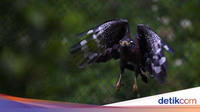 10 Daftar Hewan Khas Jawa yang Terancam Punah, dari Owa-Elang