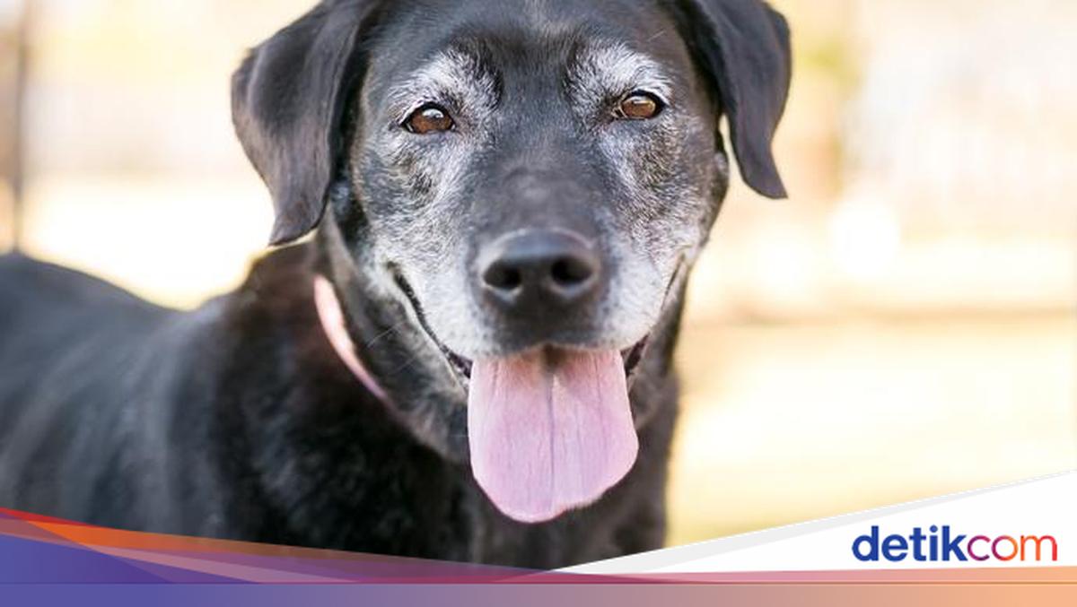 8 Hewan yang Dikenal Setia pada Pemilik, Kawan, dan Pasangannya