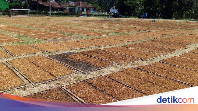 Industri Tembakau dan Pentingnya untuk APBN
