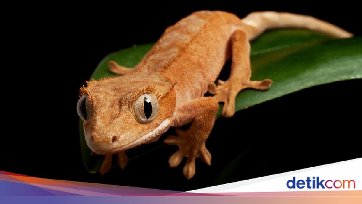 Lirik dan Arti Lagu Tokecang, Ternyata Ada Pesan Moralnya