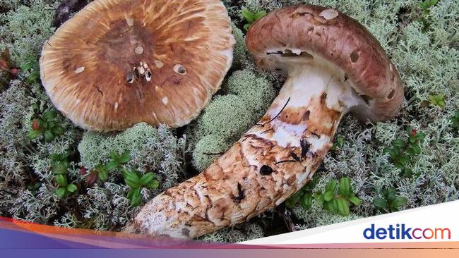8 Makanan Sultan, Sobat Misqueen Minggir Dulu