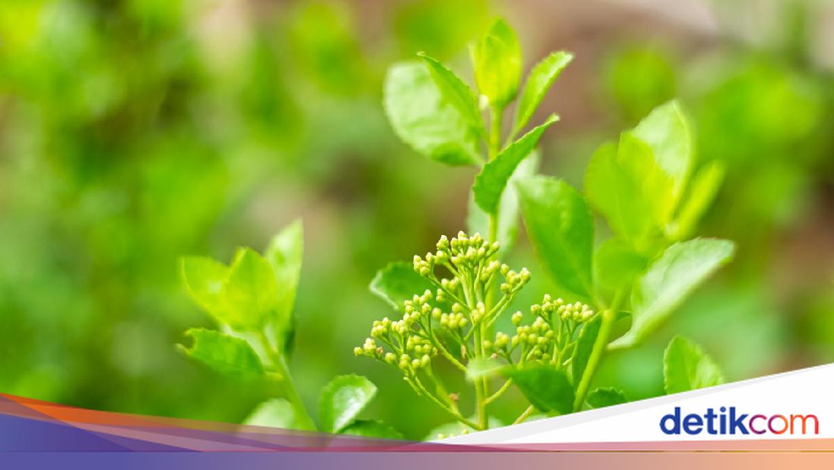 Manfaat Daun Beluntas untuk Kesehatan dan Cara Mengkonsumsinya