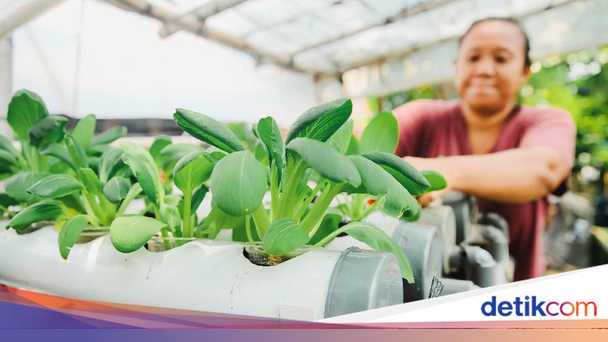 Cara Menanam Pakcoy di Rumah dengan Mudah dan Cepat, Dijamin Subur!