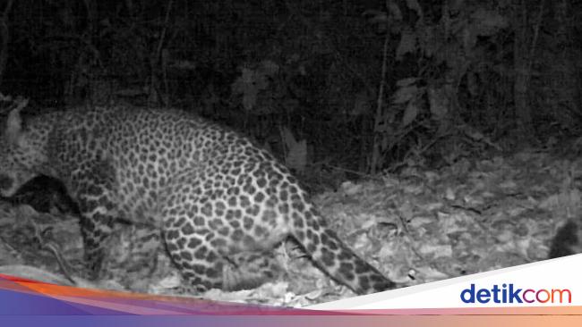 Macan Tutul Terekam di Gunung Sanggabuana