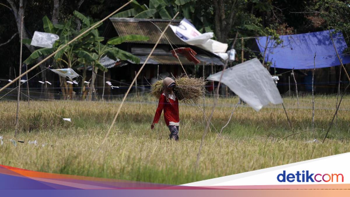 Hari Tani Nasional 24 September: Sejarah-Latar Belakang Penetapan