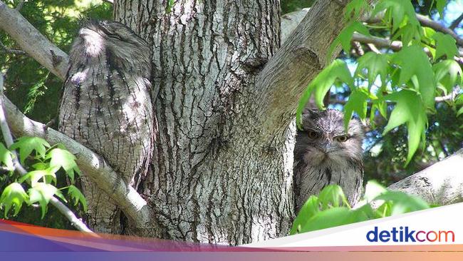 Kamuflase Hewan Ini Bikin Mata Kamu Terkecoh