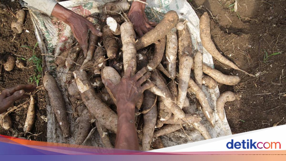 Petani Singkong-Produsen Tapioka Teriak Gegara Banjir Impor