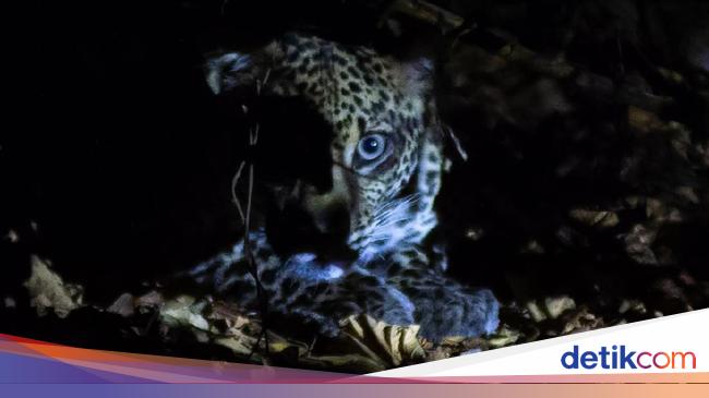 Tiap Tahun Populasi Macan Tutul Jawa di TN Baluran Situbondo Meningkat