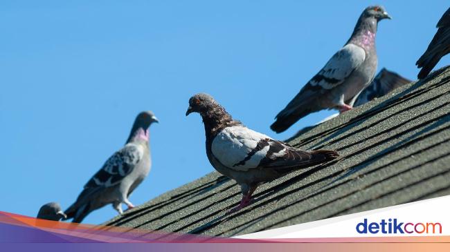 7 Fakta Menarik Burung Merpati dan Alasannya Dijadikan Simbol Perdamaian
