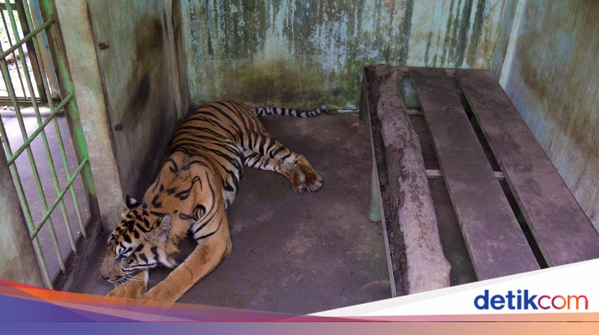 Mohon Perhatiannya Walkot Bobby, Medan Zoo Tidak Baik-baik Saja