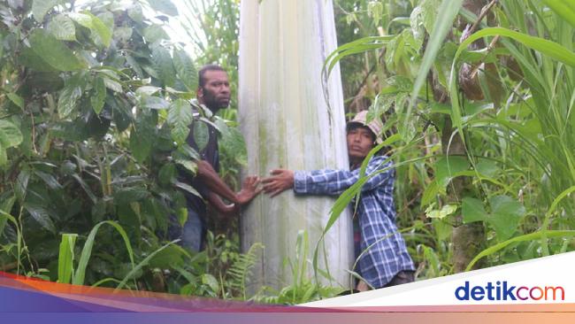 Pisang Raksasa Papua, Tinggi 25 Meter, Batang Pohonnya Nggak Bisa Kamu ...