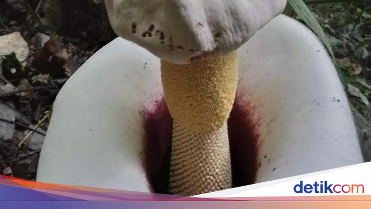Bunga Bangkai Spesies Langka Ditemukan di Hutan Labura