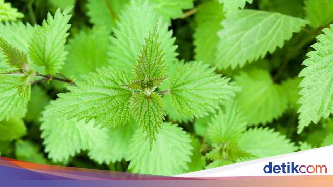 Manfaat Daun Jelatang yang Dikenal Bikin Gatal Bagi Kesehatan