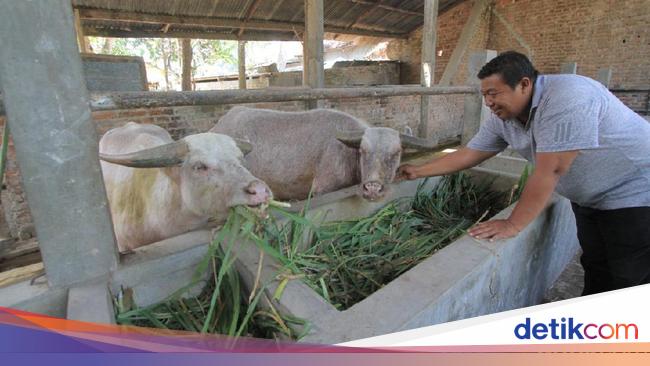 Mengenal Kebo Bule di Tradisi Malam Satu Suro, Hewan Kesayangan Paku ...