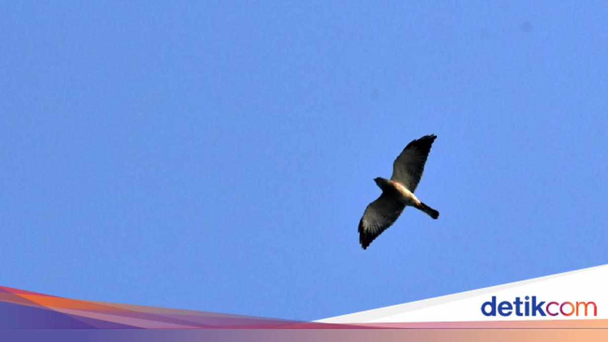 Peneliti Temukan Dua Burung Raptor Migrasi ke Gunung Sanggabuana