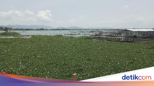 Eceng Gondok Bikin Pening Warga-Nelayan Rawa Jombor Klaten
