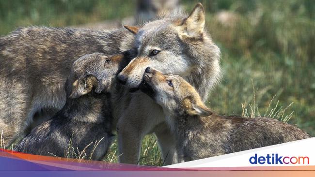 Studi: Serigala Juga Bisa Dekat dengan Manusia Seperti Anjing