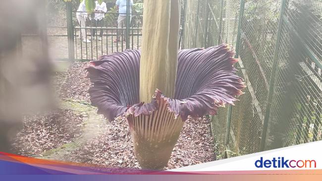 Momen Langka! Bunga Bangkai Mekar di Kebun Raya Cibodas