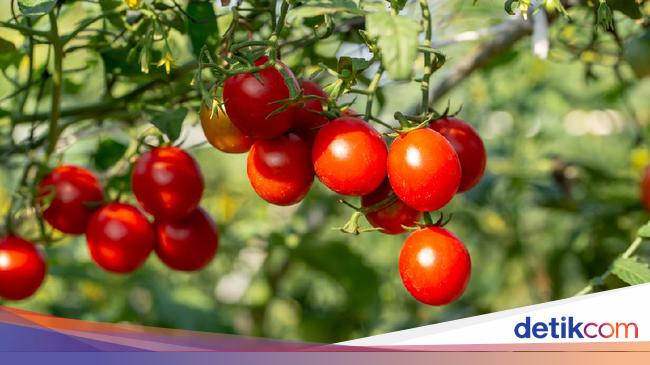 Cara Mudah Menanam Tomat di Pekarangan Rumah Agar Berbuah Lebat