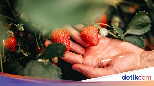 Ternyata Ini Lho Nama Bintik-bintik pada Permukaan Stroberi!