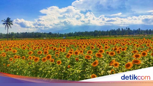 Peluang Agribisnis Bunga Matahari, Jadi Spot Instagramable di Banyuwangi
