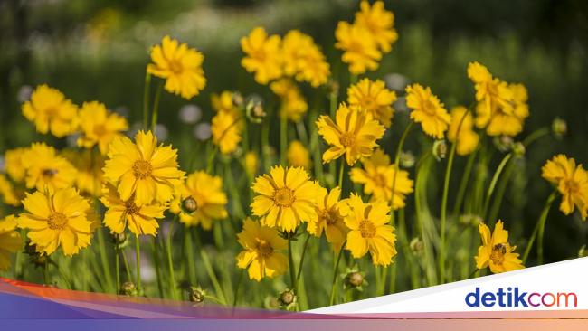 7 Jenis Bunga untuk Halaman Rumah yang Cantik dan Tahan Banting